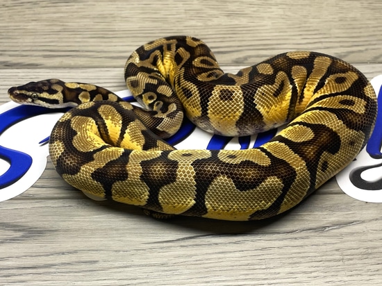 Enchi Pastel Yellow Belly 50% Het Hypo Ball Python by DSRoyals