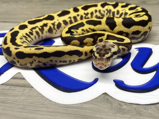 Firefly Leopard Het Piebald 66% Het Clown Ball Python by DSRoyals