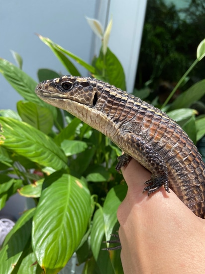 Sudan Plated Lizard More Lizard by Dsxoticreations