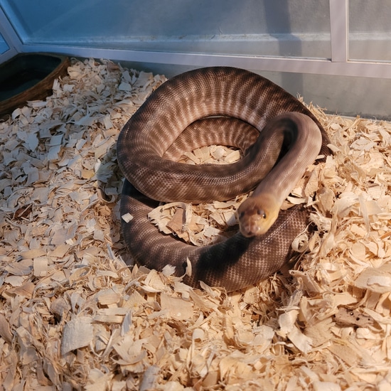 Woma Python by Goob's fitness center