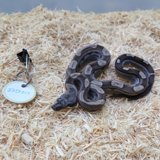 Motley Arabesque Het Kahl Boa Constrictor by Candy Shop Constrictors