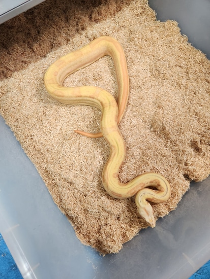 Kahl Sunglow Motley Arabesque Boa Constrictor by Candy Shop Constrictors