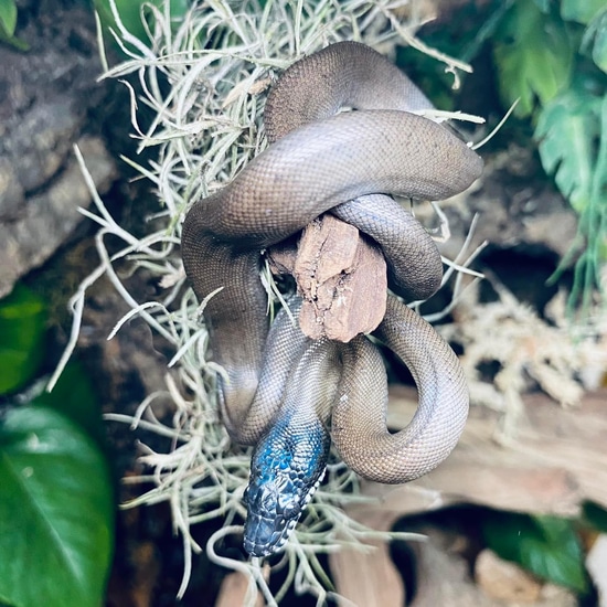 Northern White Lipped White-Lipped Python by Dan thomas