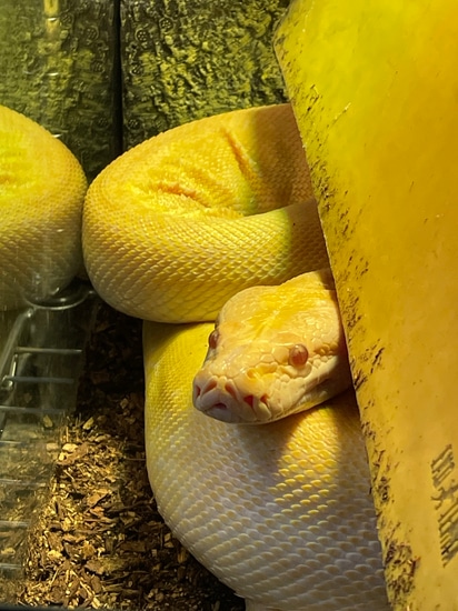 Big Albino Granite Burmese Python by Dan thomas