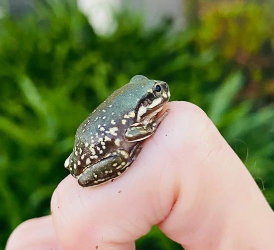 Super Snowflakes White's Tree Frog by Dan thomas
