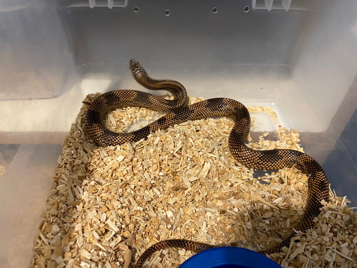Goini Apalachicola Kingsnake by Blue House Exotics - MorphMarket
