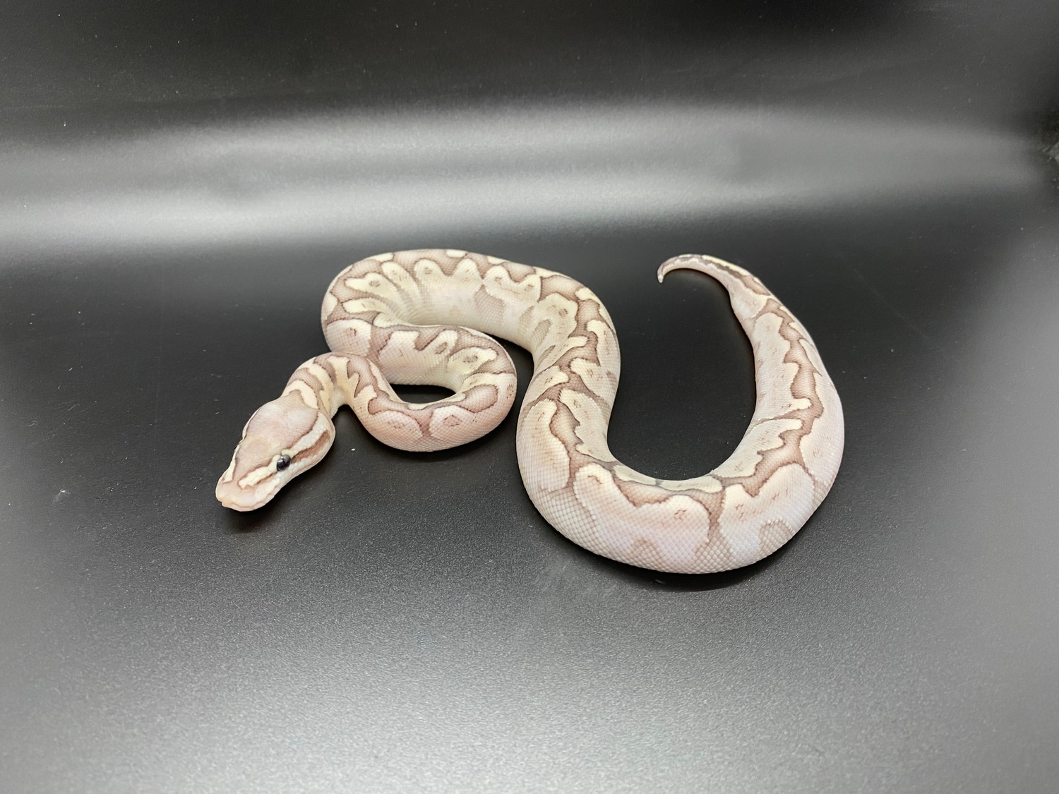 Bamboo Pastel Calico Ball Python by Shellback Dave’s Designs - MorphMarket
