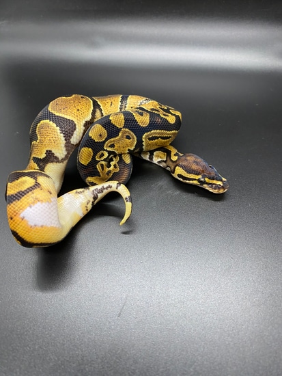 Low White Ringer Pied 50% Het Albino Ball Python by Shellback Dave’s ...