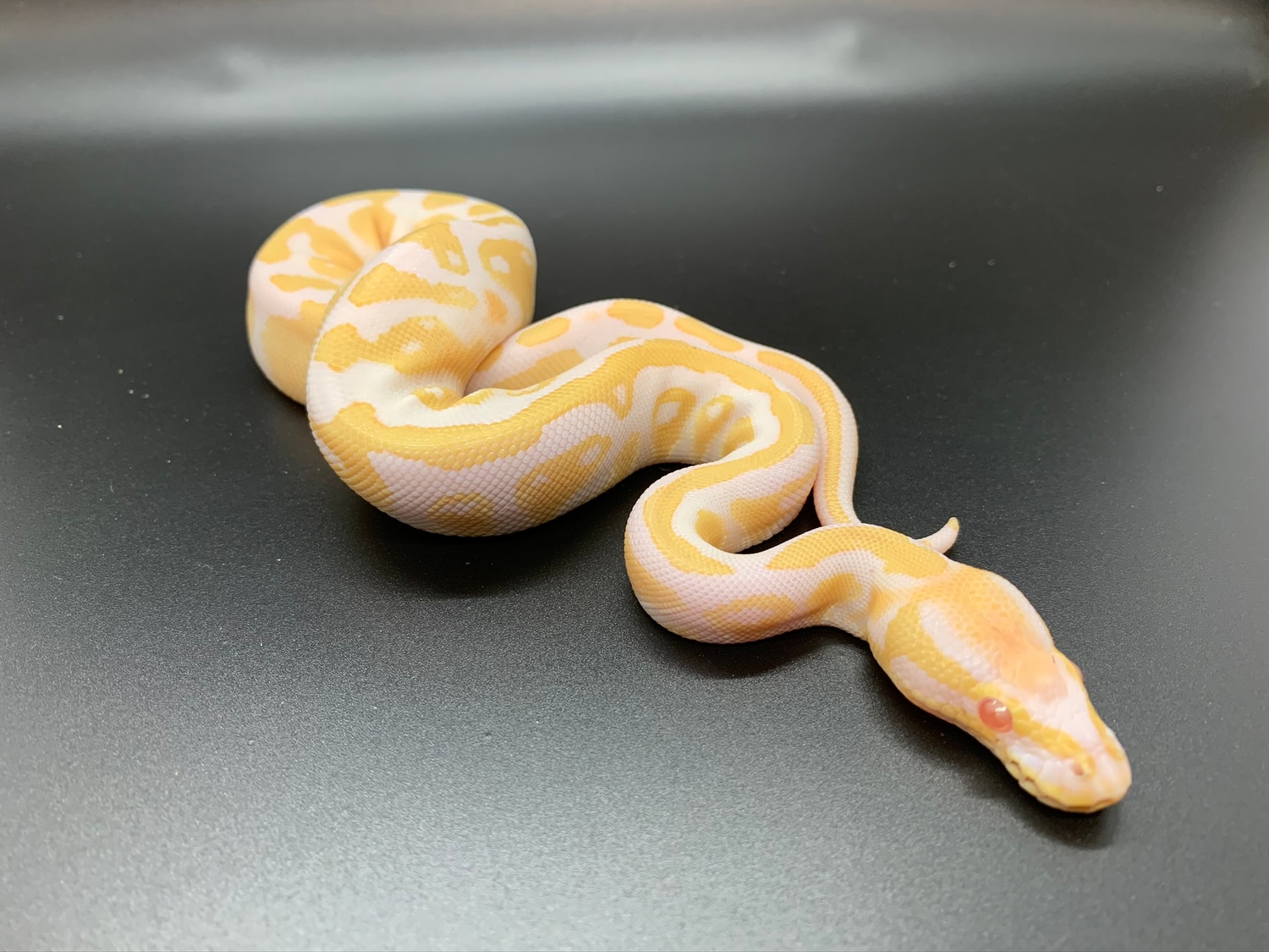 Albino 66% Het Piebald Ball Python by Shellback Dave’s Designs ...
