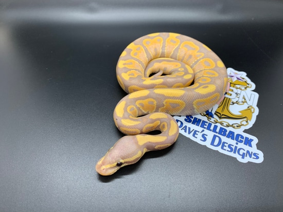 Coral Glow %66 Het Axanthic (VPI) Ball Python by Shellback Dave’s Designs