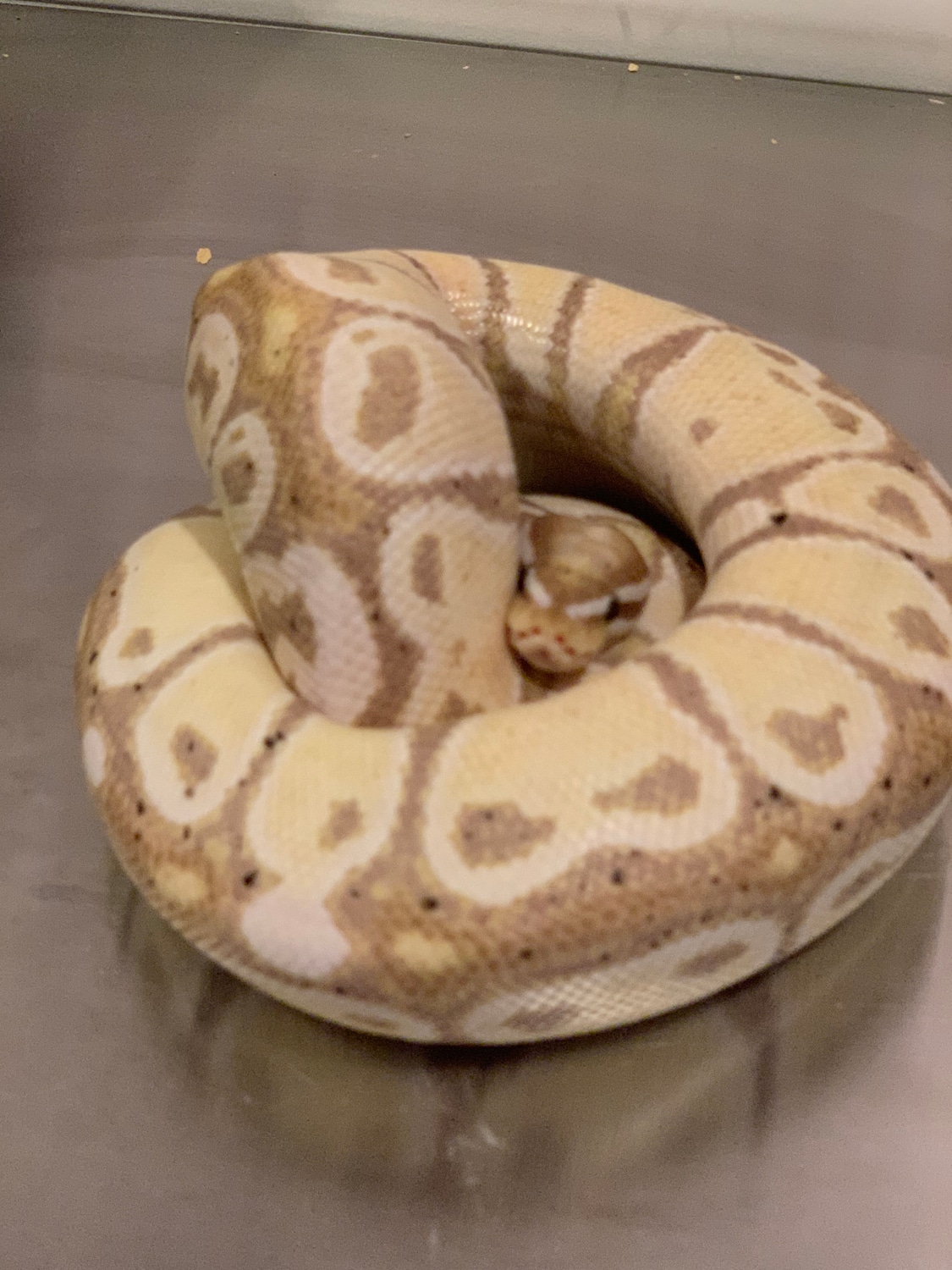 Coral Glow Axanthic Ball Python by Shellback Dave’s Designs - MorphMarket