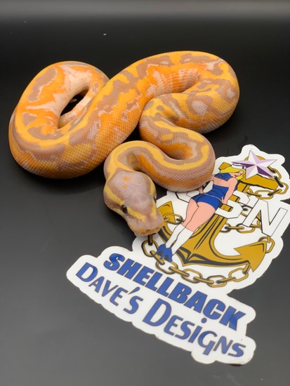 Coral Glow Pied Ball Python by Shellback Dave’s Designs