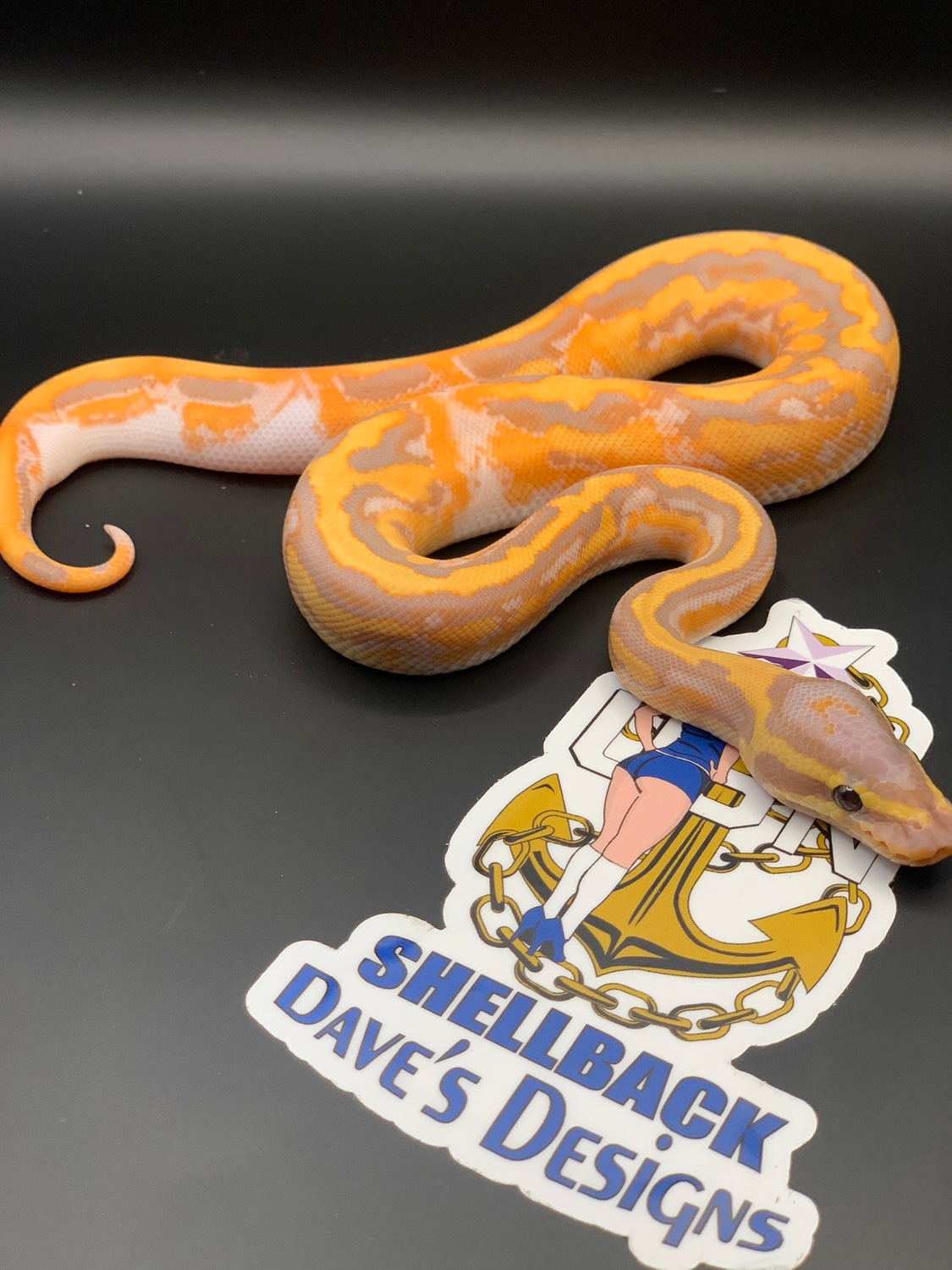 Coral Glow Pied Ball Python by Shellback Dave’s Designs - MorphMarket