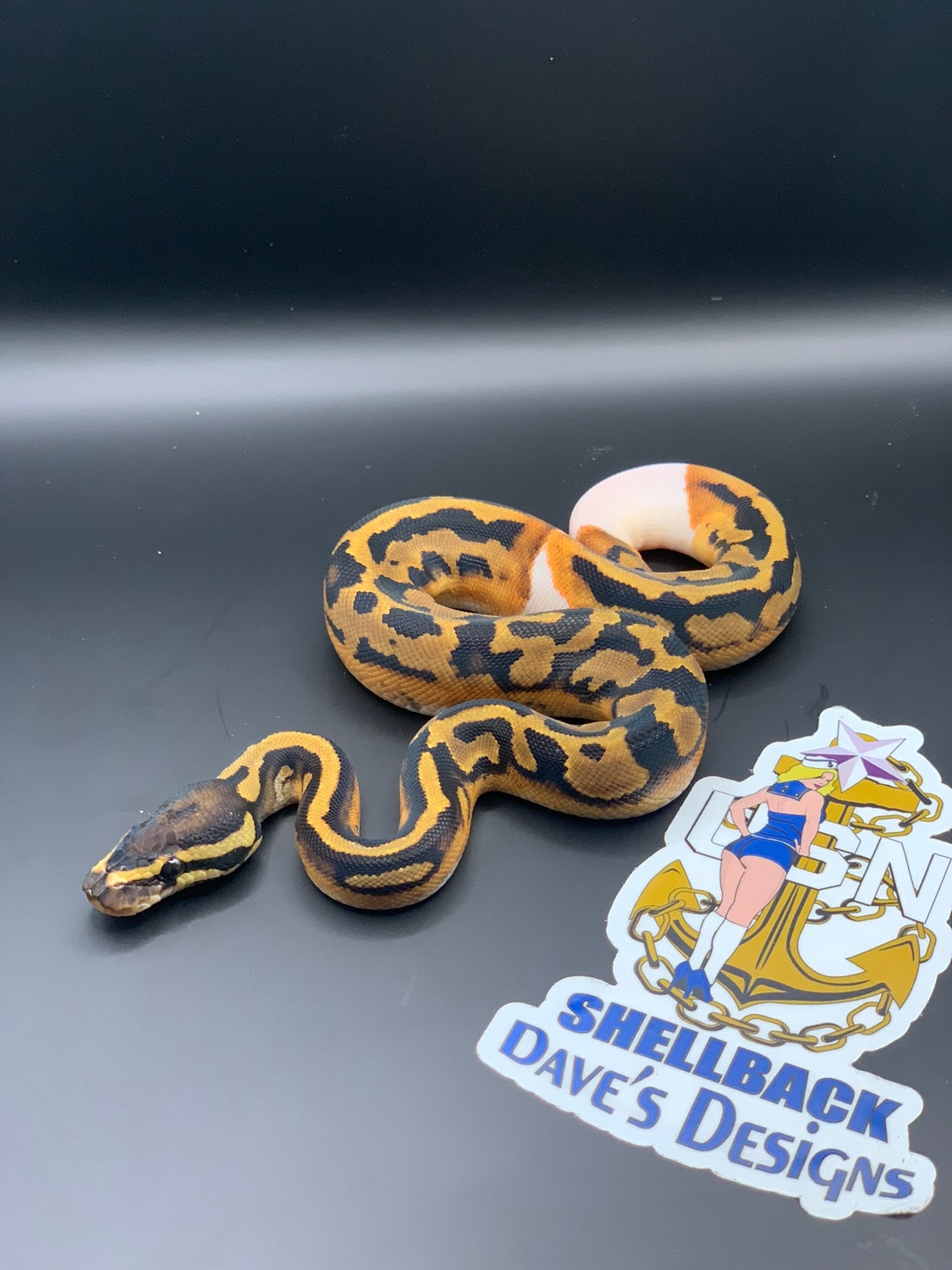 Pied Ball Python by Shellback Dave’s Designs - MorphMarket