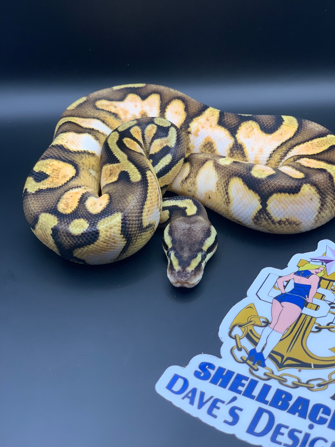 Pastel Calico Ball Python by Shellback Dave’s Designs - MorphMarket