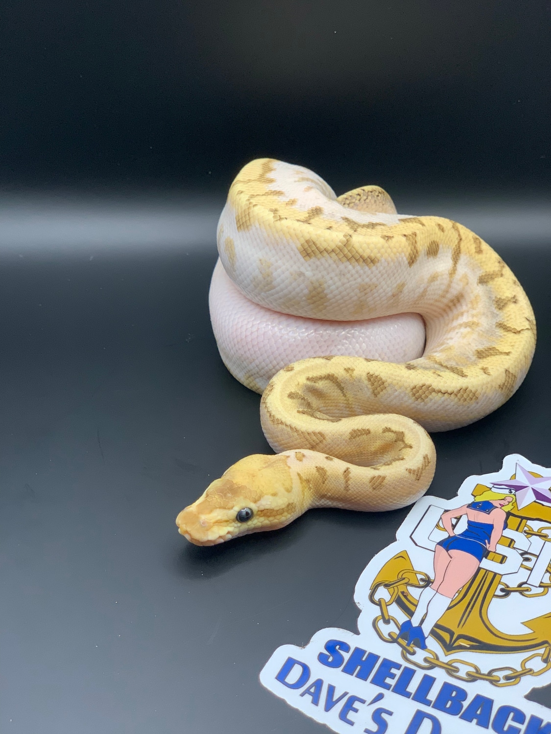 Bamboo Pastel Calico Pinstripe Ball Python by Shellback Dave’s Designs ...