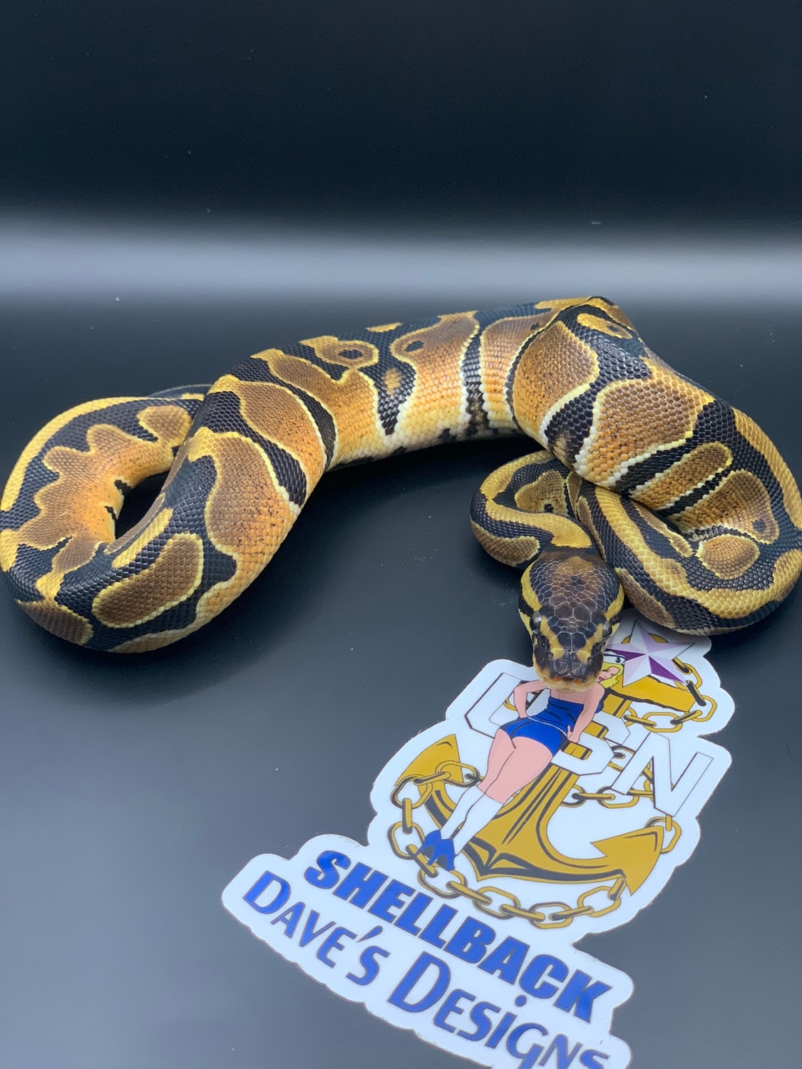 100% Het Albino 66% Het Pied Ball Python by Shellback Dave’s Designs ...