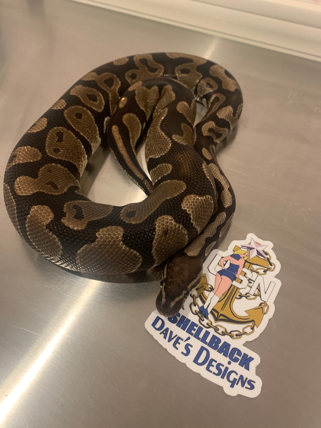 Normal Het Albino 66% Het Pied (Never) Ball Python by Shellback Dave’s ...