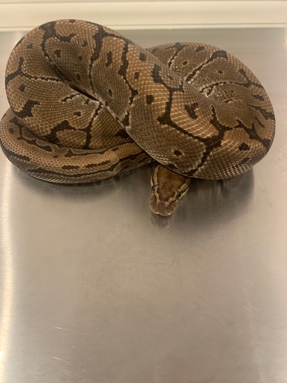 Pinstripe Het Red Axanthic Ball Python by Shellback Dave’s Designs