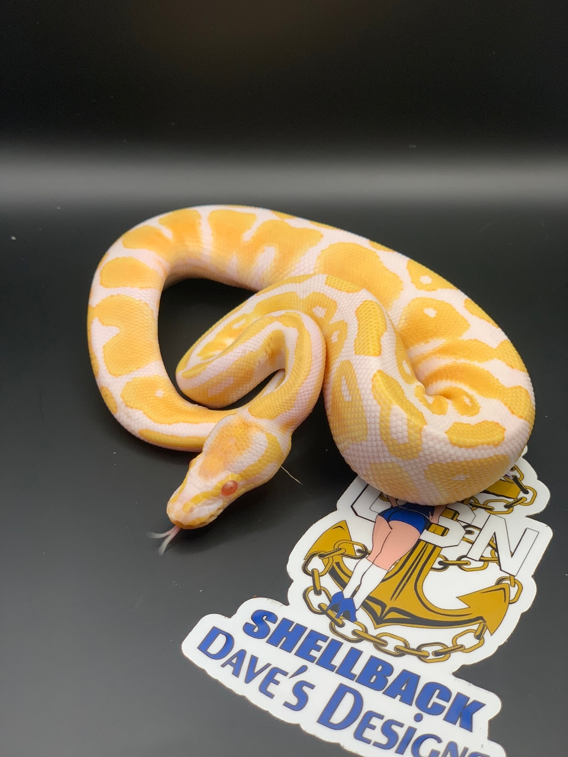 Albino 66% Het Pied Ball Python by Shellback Dave’s Designs - MorphMarket