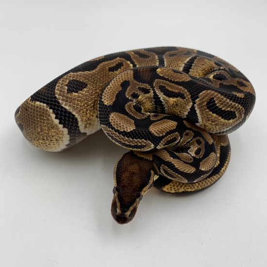 Het Albino 66% Het Pied Ball Python by Shellback Dave’s Designs