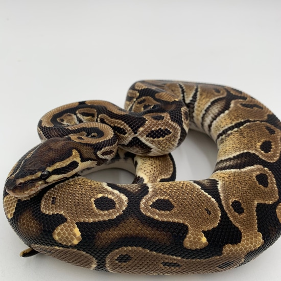 Het Albino 66% Het Pied Ball Python by Shellback Dave’s Designs
