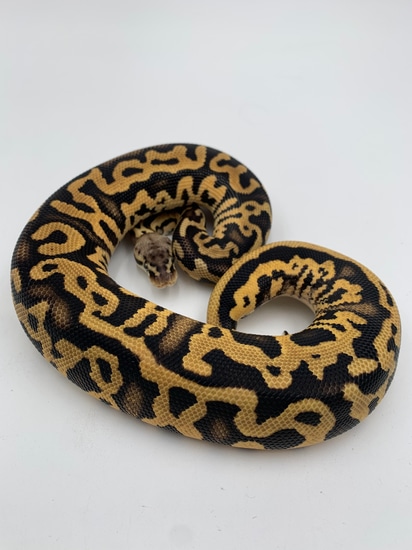 Pastel Leopard Het Clown Ball Python by Shellback Dave’s Designs