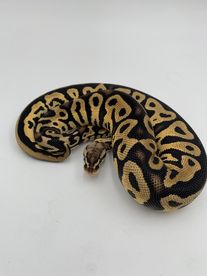 Pastel Leopard Het Clown Ball Python by Shellback Dave’s Designs