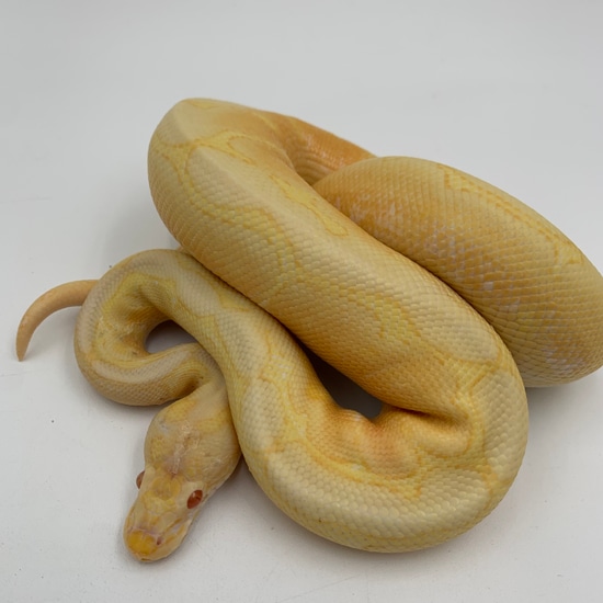 Albino Spider 66% Het Piebald Ball Python by Shellback Dave’s Designs