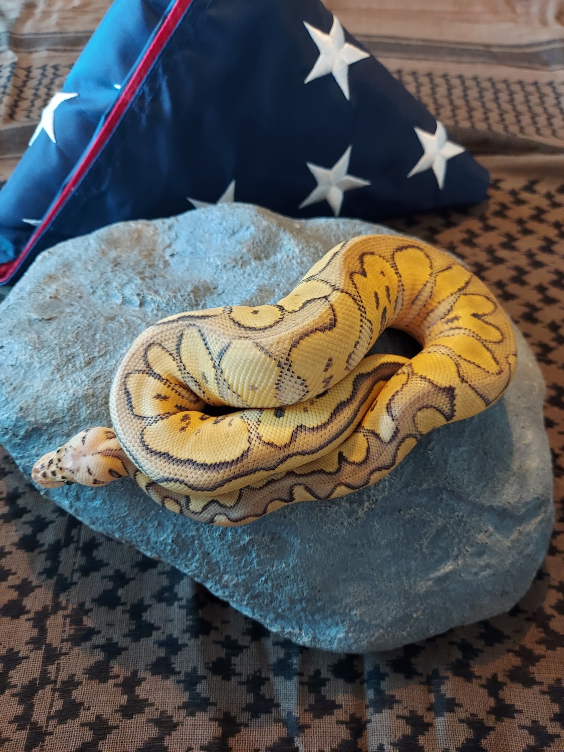 Killer Clown Ball Python by D&C Python Palette - MorphMarket