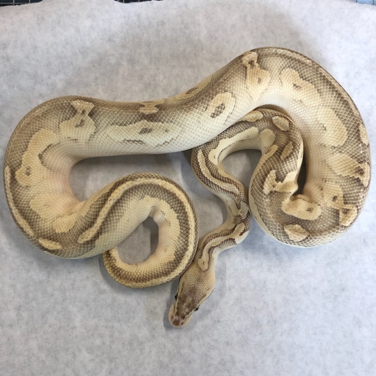 Bongo Lesser Pastel Yellow Belly Ball Python by D&C Python Palette