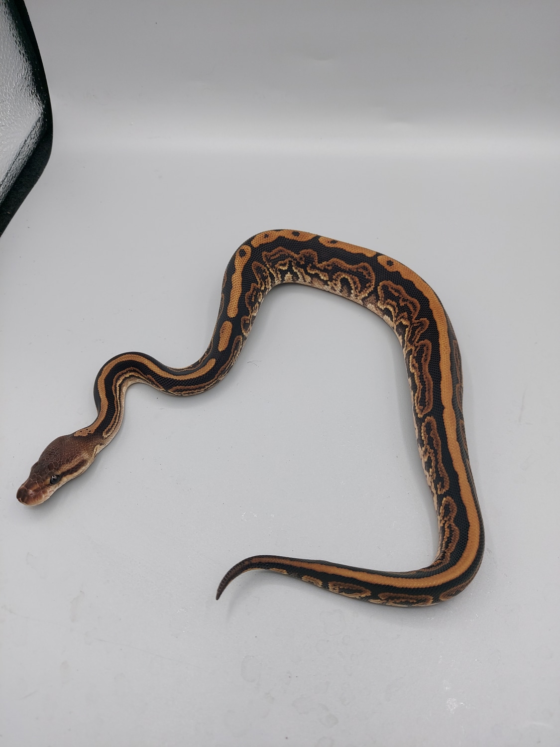 Black Pastel Mahogany 66% Het Piebald Ball Python by D&C Python Palette ...