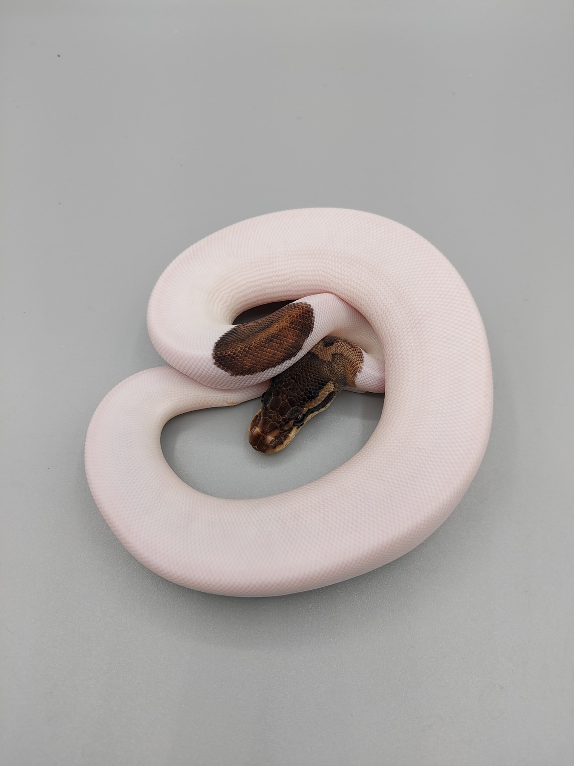 Black Pastel Piebald Ball Python by D&C Python Palette - MorphMarket