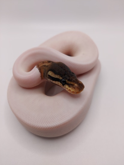 Cinnamon Piebald Ball Python by D&C Python Palette