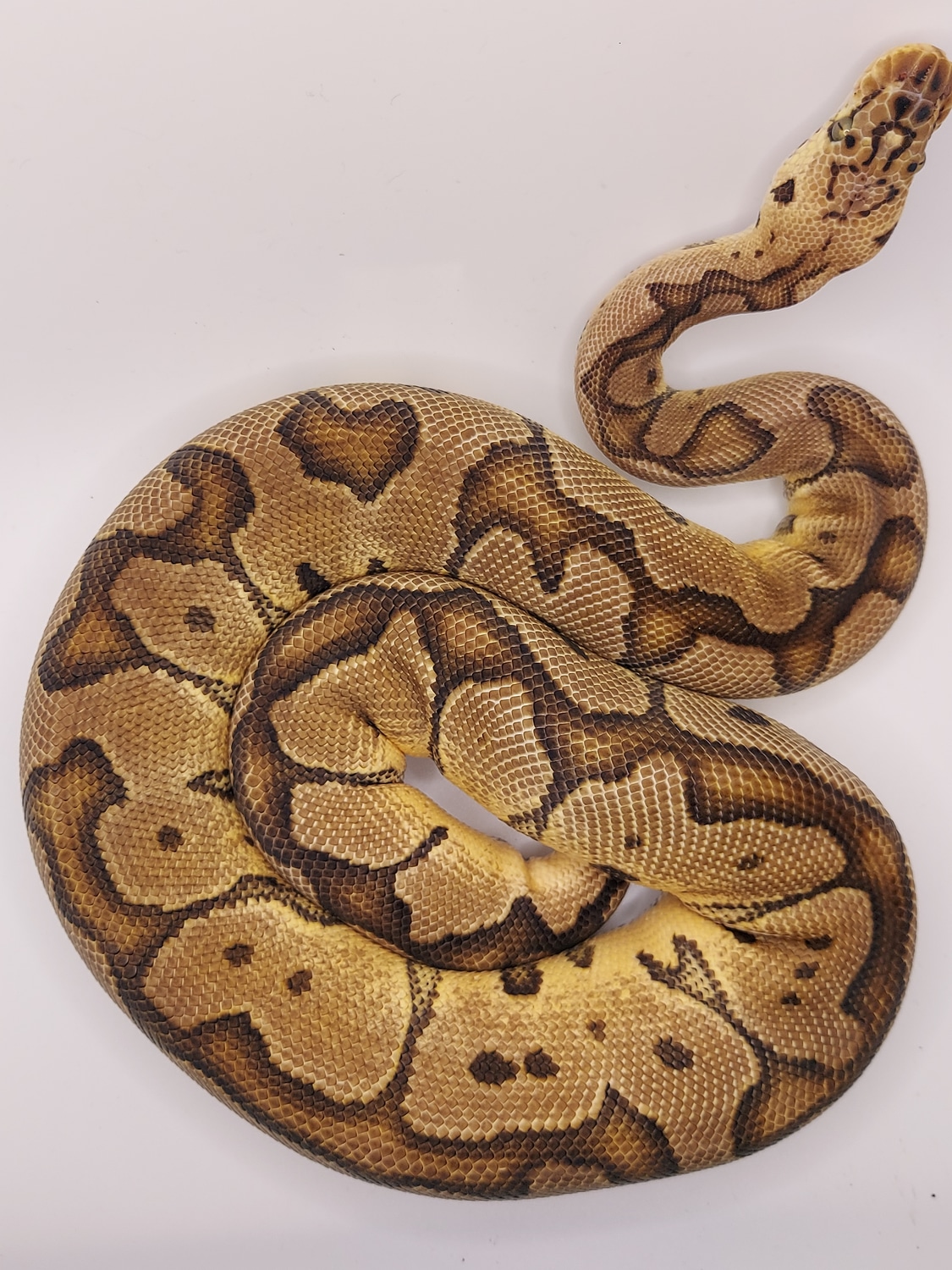 Pastel Clown Ball Python by D&C Python Palette - MorphMarket