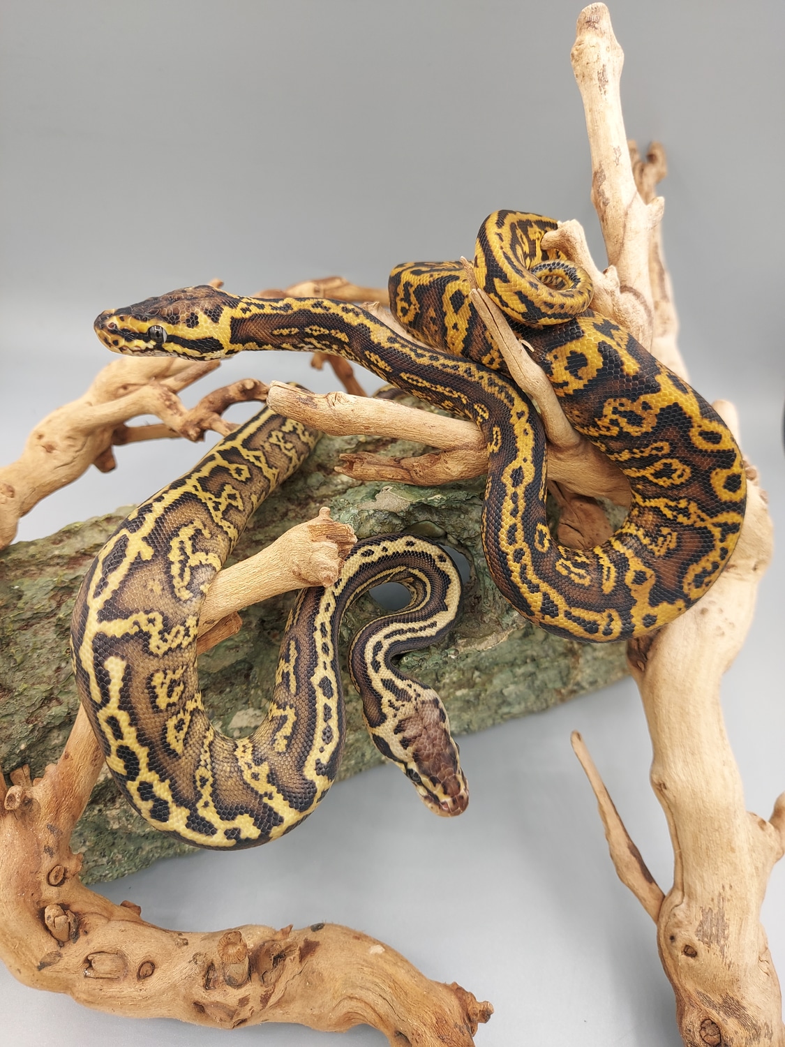 D&C Python Palette's Collection - MorphMarket