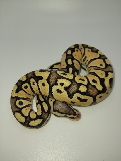 Firefly 100% Het Clown Ball Python by D&C Python Palette