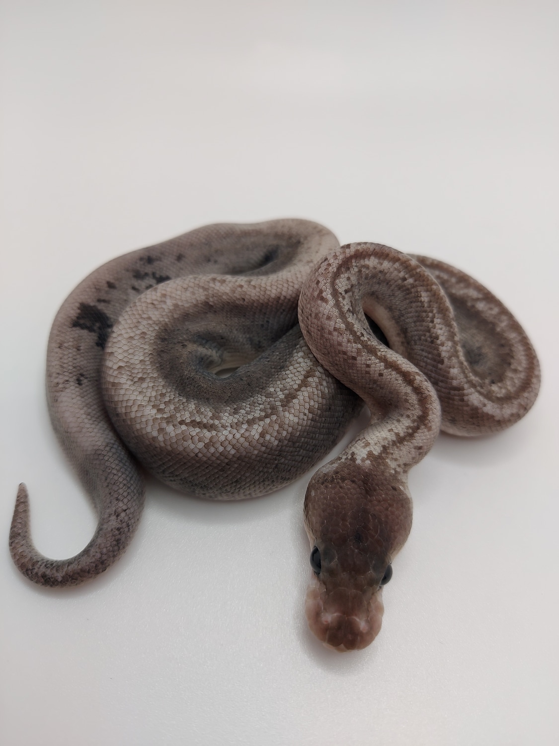 Super Cinnamon Pastel Het Red Axanthic Pos Leopard Pos Sandblast 66%Het ...