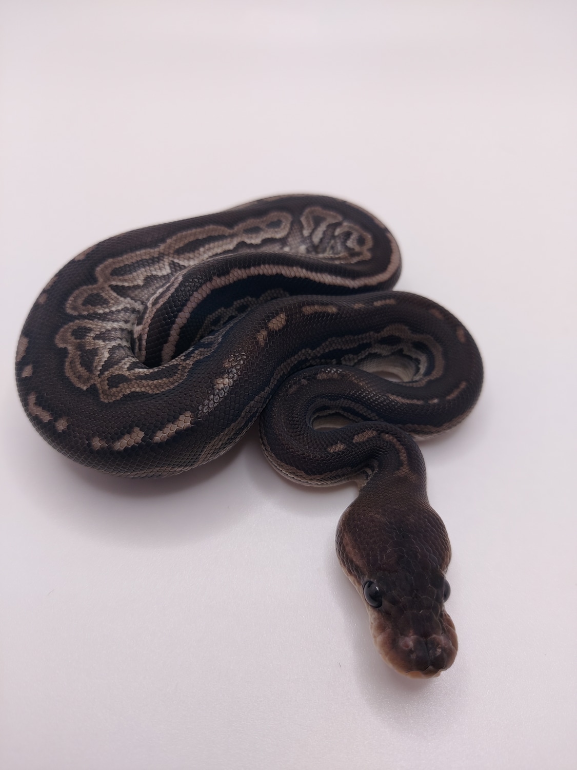 Gargoyle Leopard 66%Het Piebald Ball Python by D&C Python Palette ...