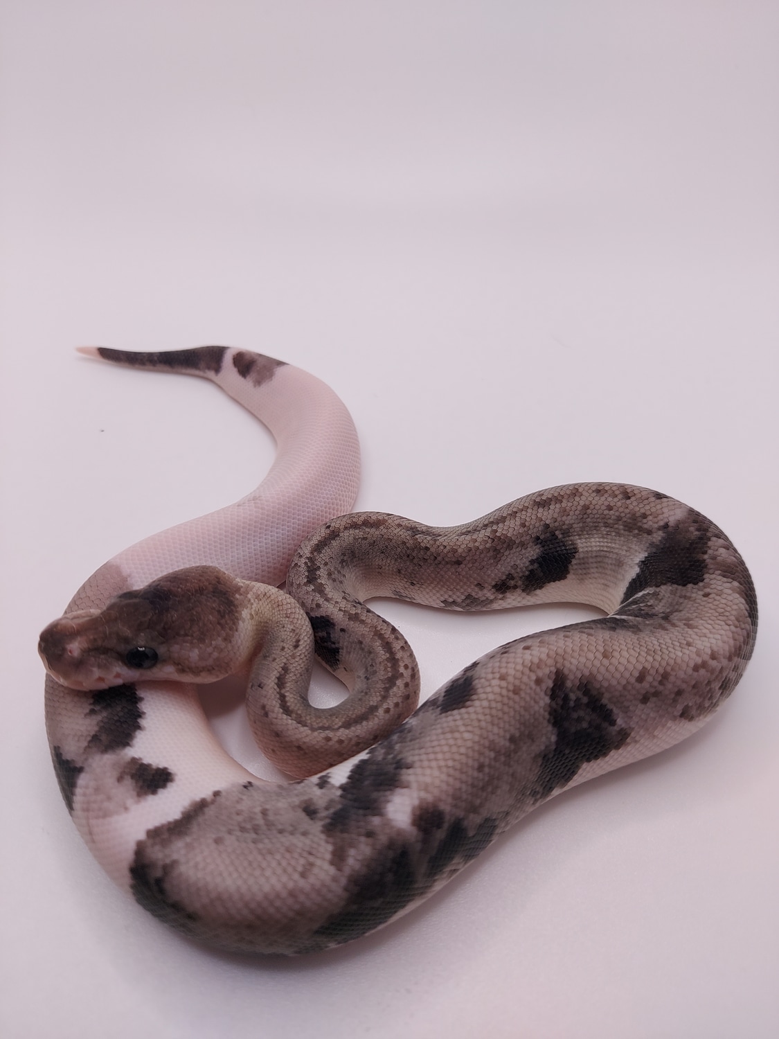 Urban Camo Poss Het Red Axanthic Ball Python by D&C Python Palette ...