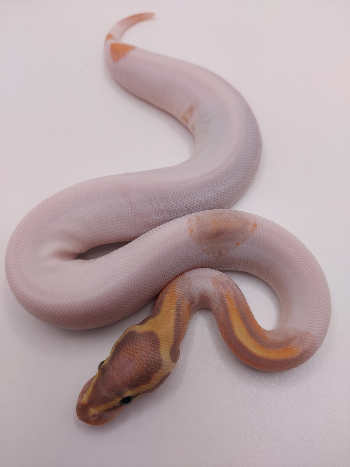 Banana Mahogany Piebald Ball Python by D&C Python Palette - MorphMarket