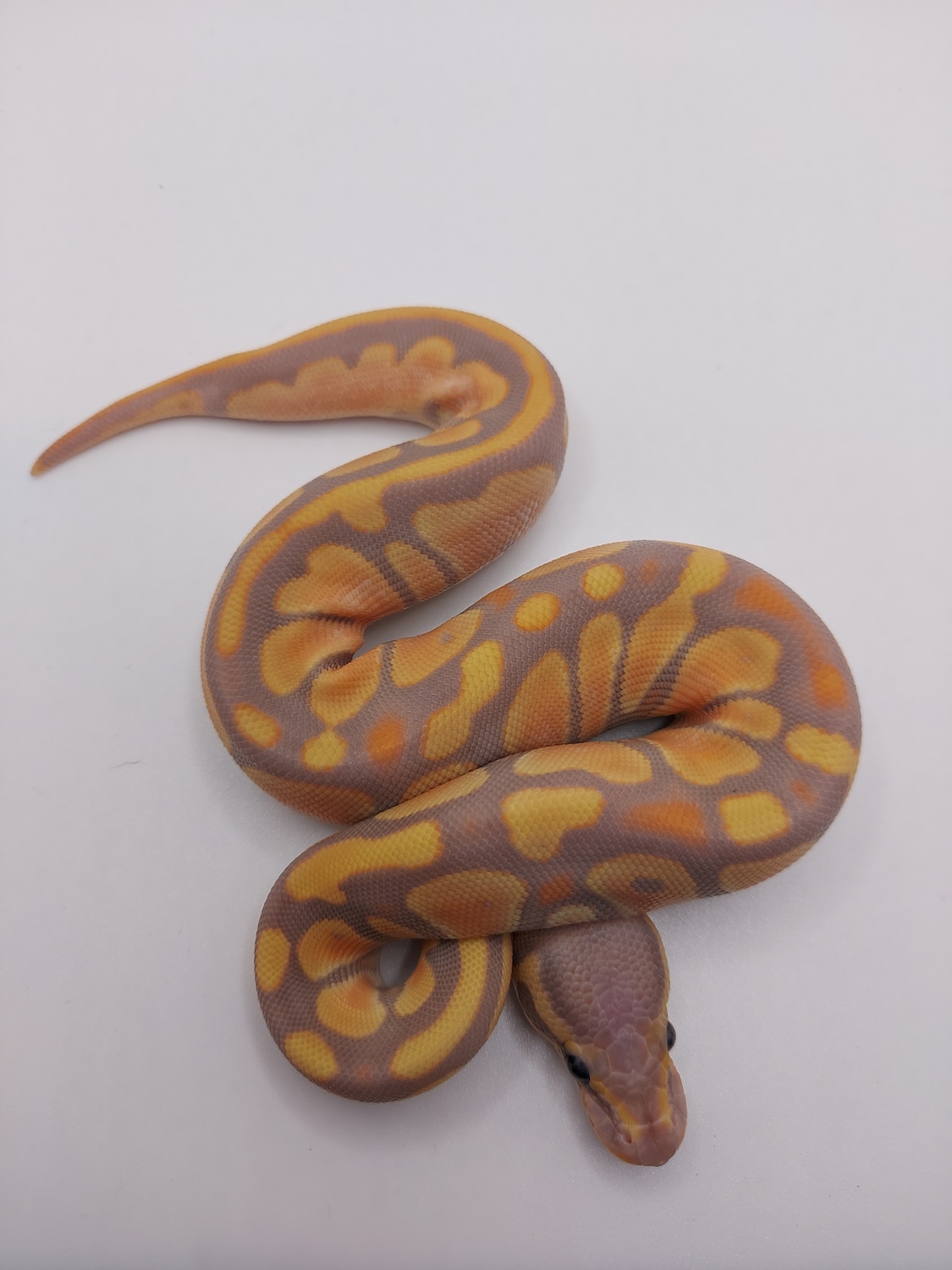 Banana Mahogany 100% Het Piebald Ball Python by D&C Python Palette - MorphMarket