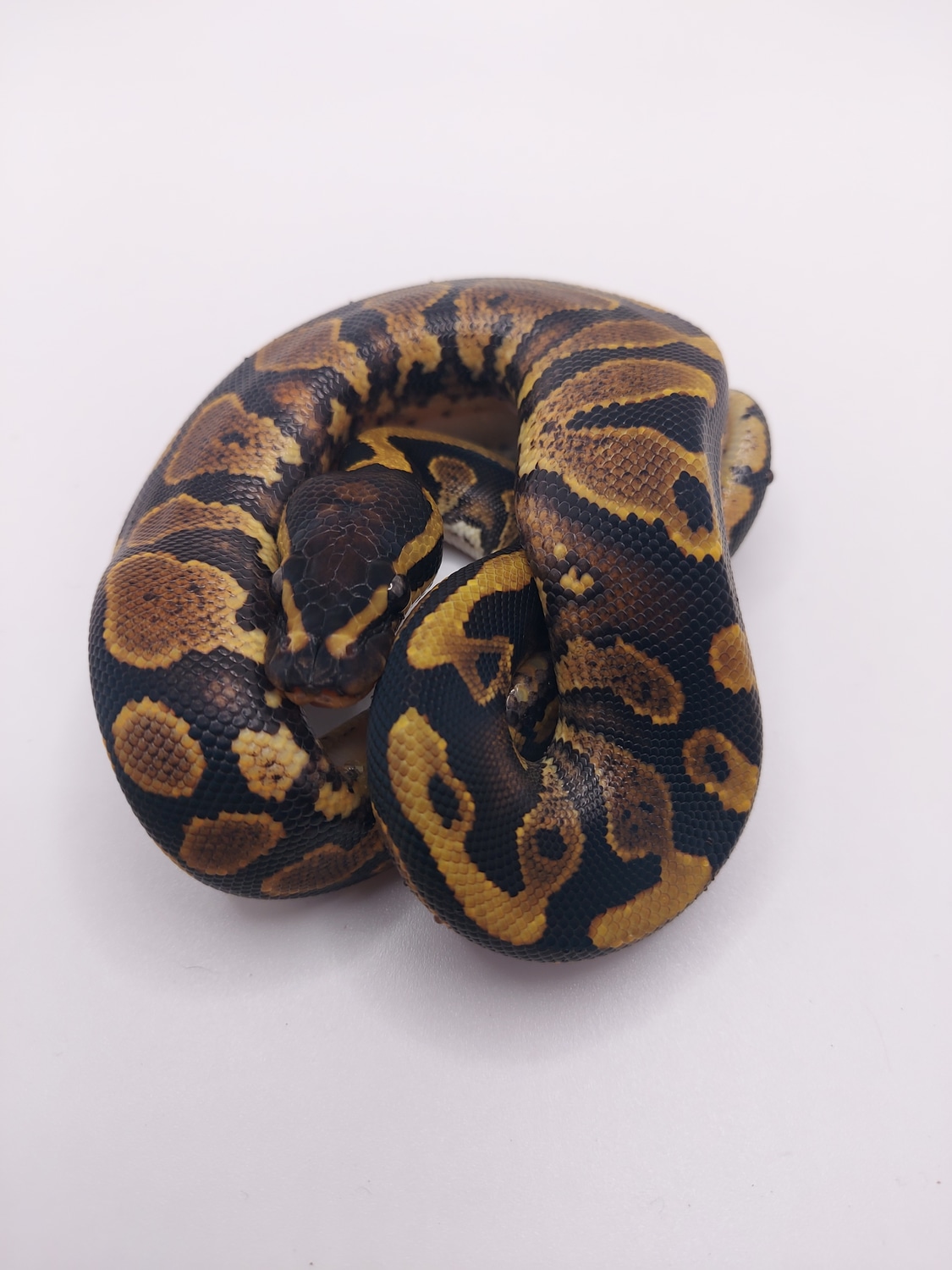 Yellowbelly DH Hypo/Piebald Ball Python by D&C Python Palette - MorphMarket