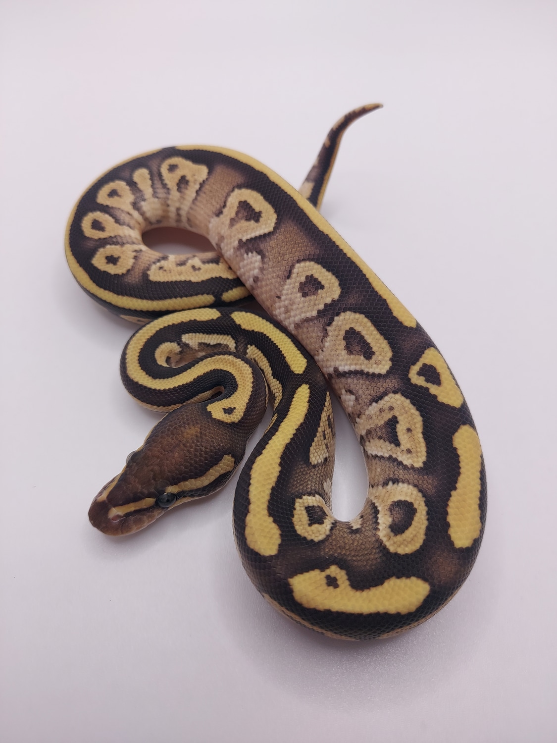 Mojave Yellowbelly DH Hypo/Piebald Ball Python by D&C Python Palette - MorphMarket