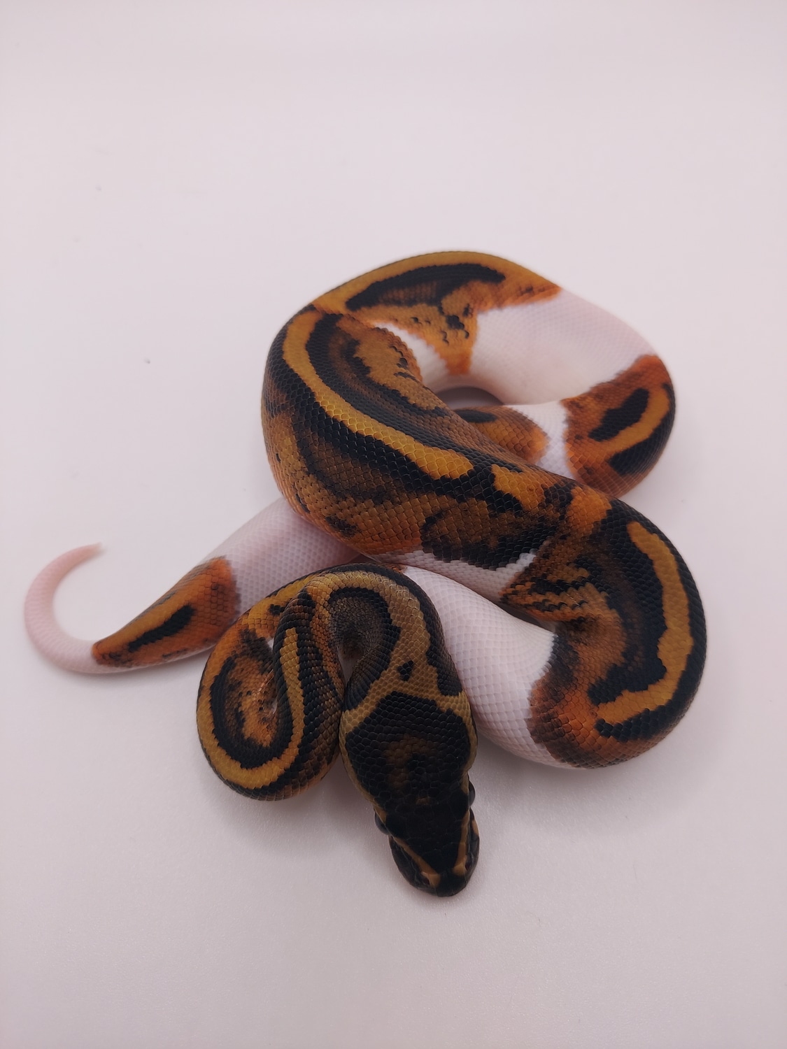 Piebald Het Hypo Ball Python by D&C Python Palette - MorphMarket