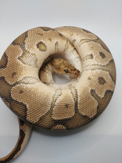 Fire Clown Ball Python by D&C Python Palette