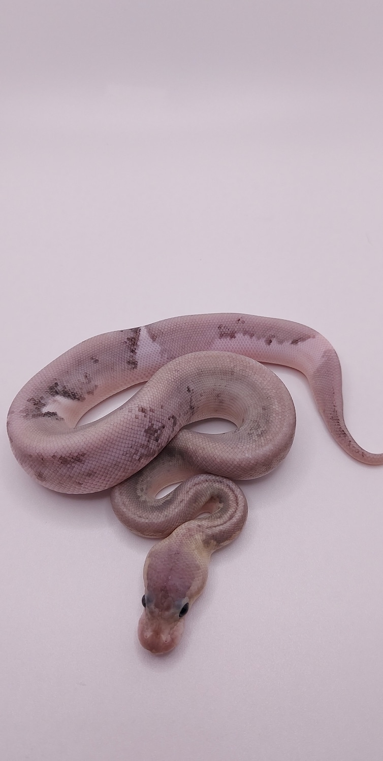 Killer Urban Camo Het Red Axanthic Poss Leopard Ball Python by D&C ...