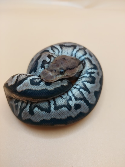 Phantom Cinnamon Spotnose Clown Ball Python by D&C Python Palette