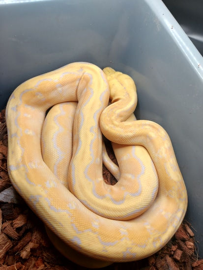 Albino Phantom Sunfire Reticulated Python by D&C Python Palette