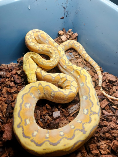 Purple Phantom Sunfire Reticulated Python by D&C Python Palette